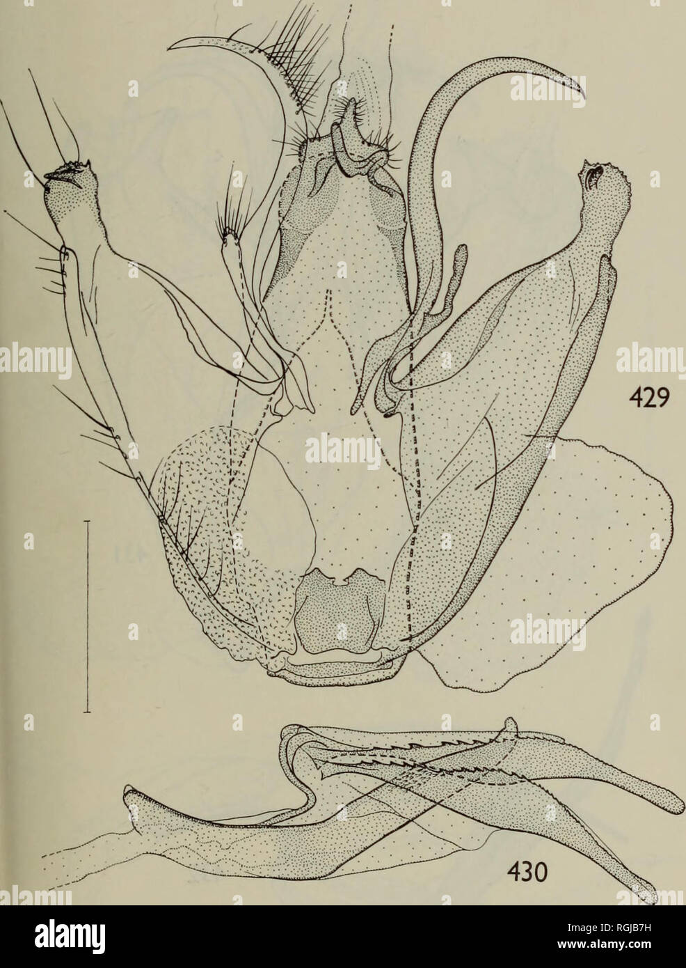. Bulletin of the British Museum (Natural History) Entom Supp. REVISION ...