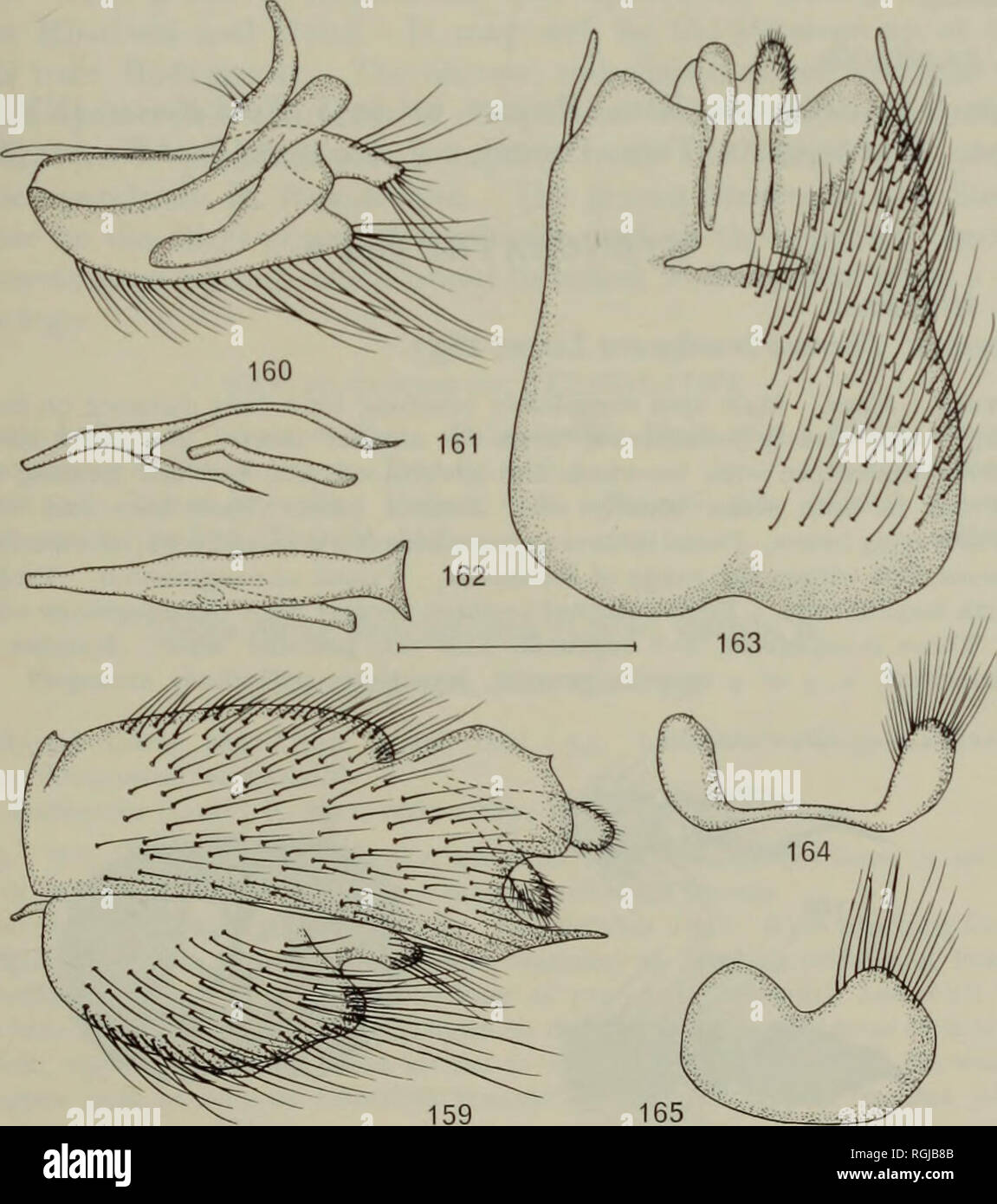 . Bulletin of the British Museum (Natural History) Entomology ...