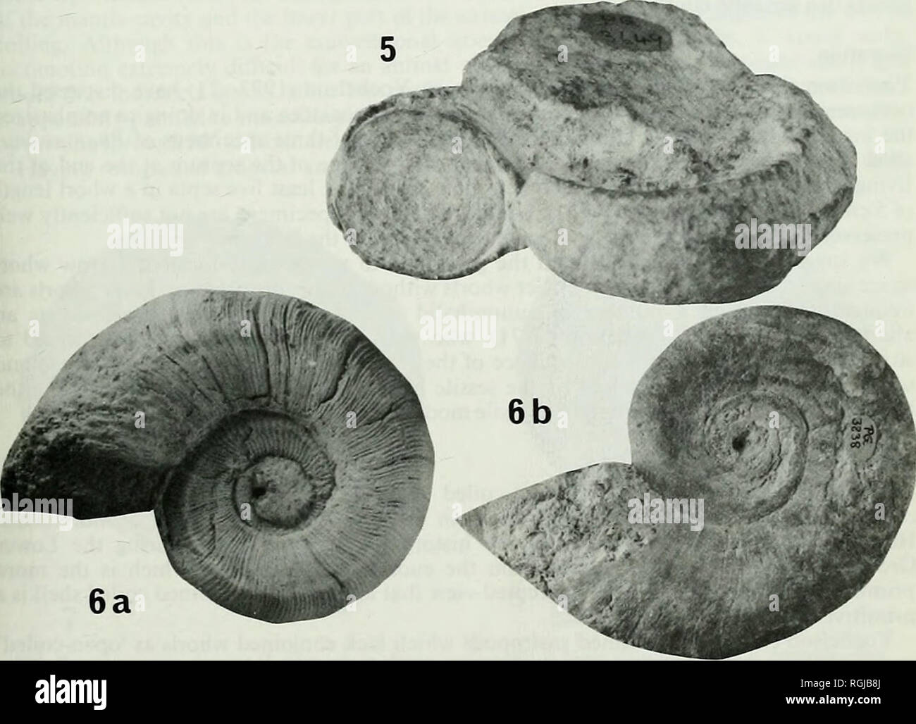 Primitive gastropods hi-res stock photography and images - Alamy