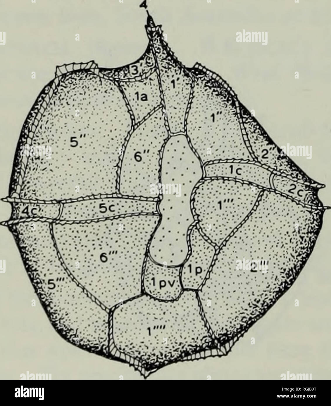 . Bulletin of the British Museum (Natural History) Geology Supplement ...