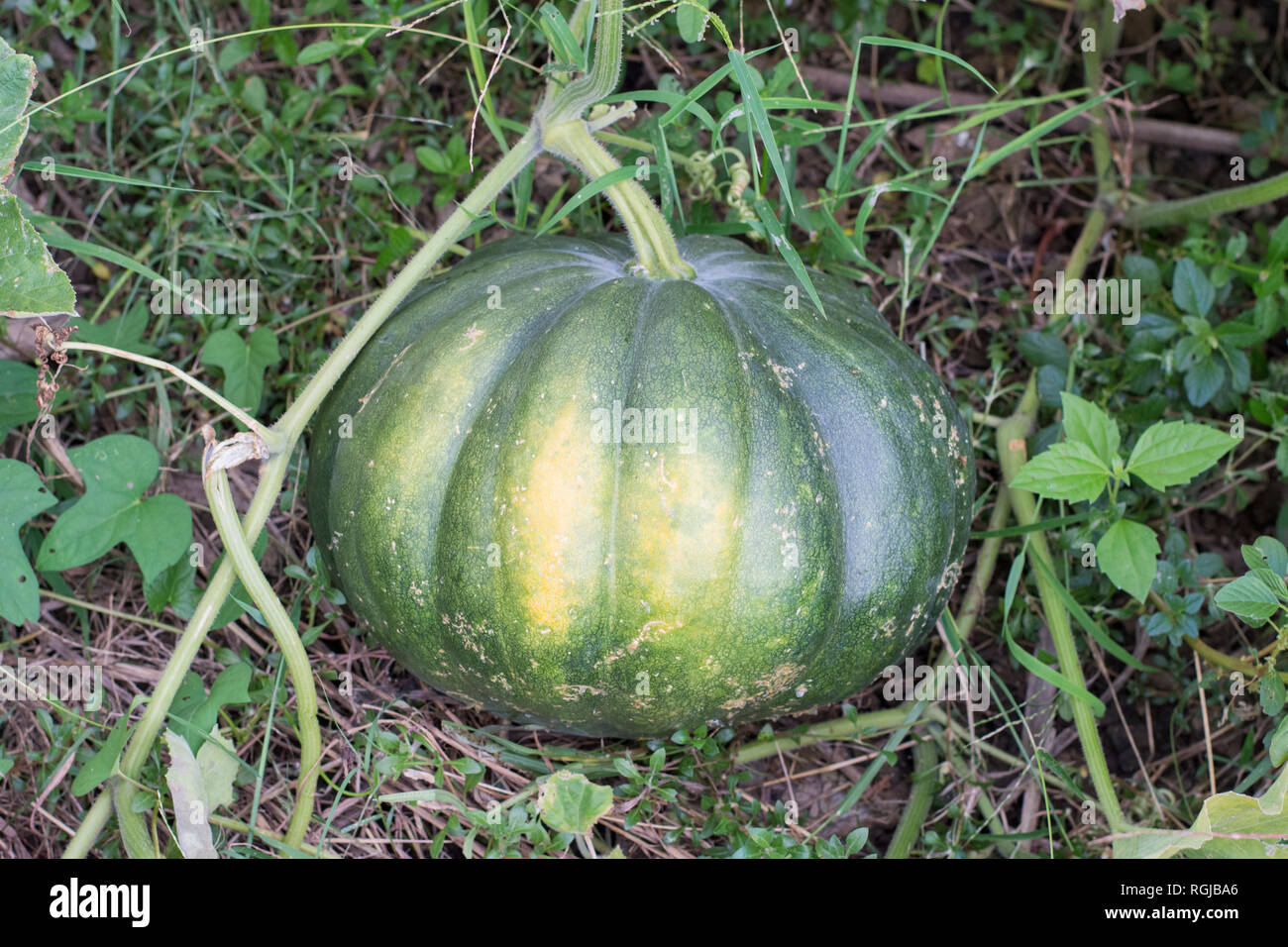 Cucurbita pepo botanical hi-res stock photography and images - Alamy