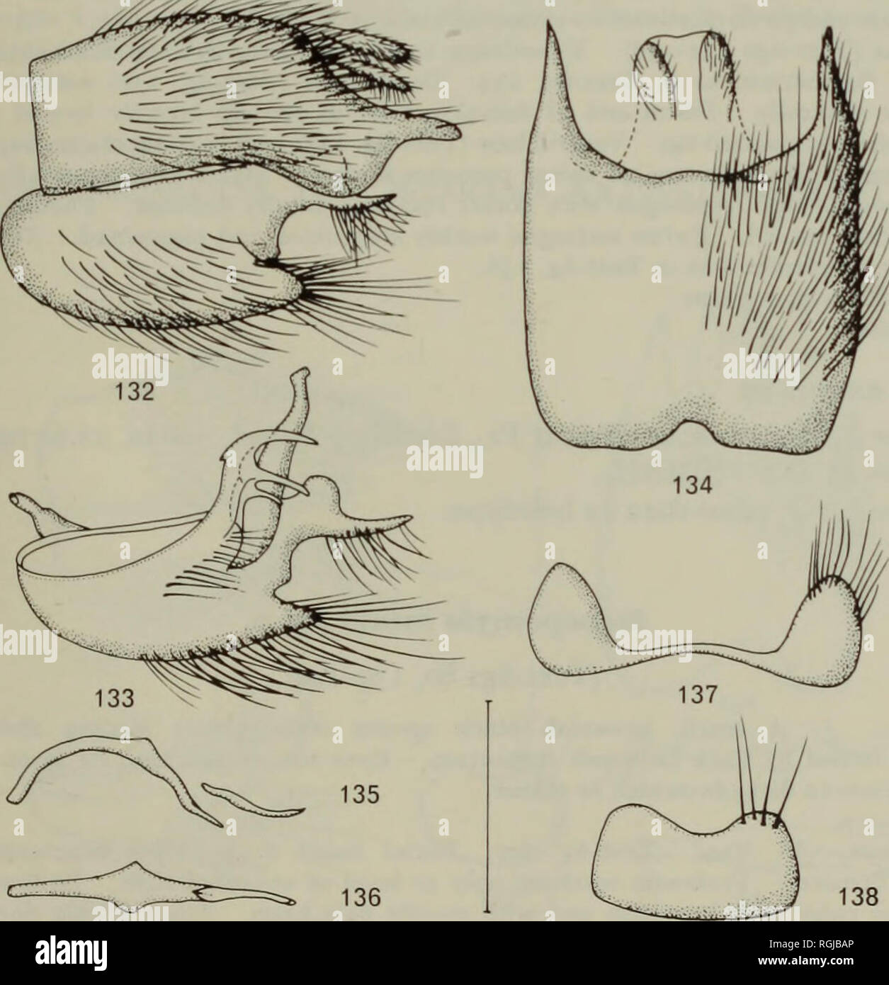 Stiletto flies hi-res stock photography and images - Alamy