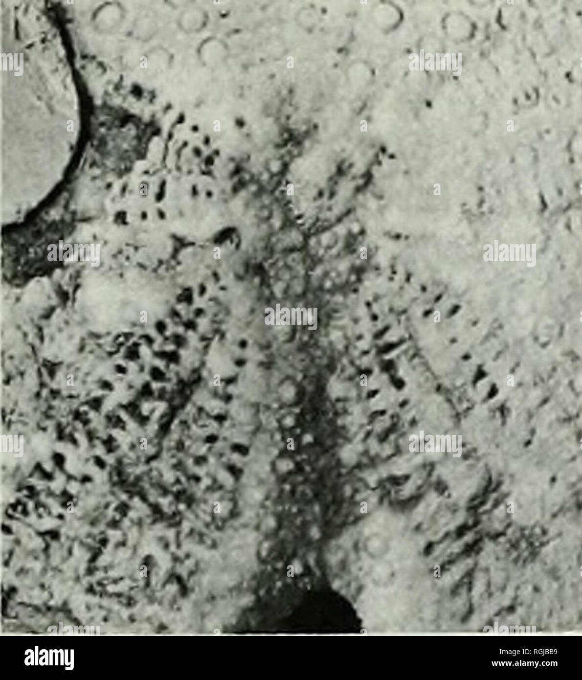 Bosses ridge hi-res stock photography and images - Alamy