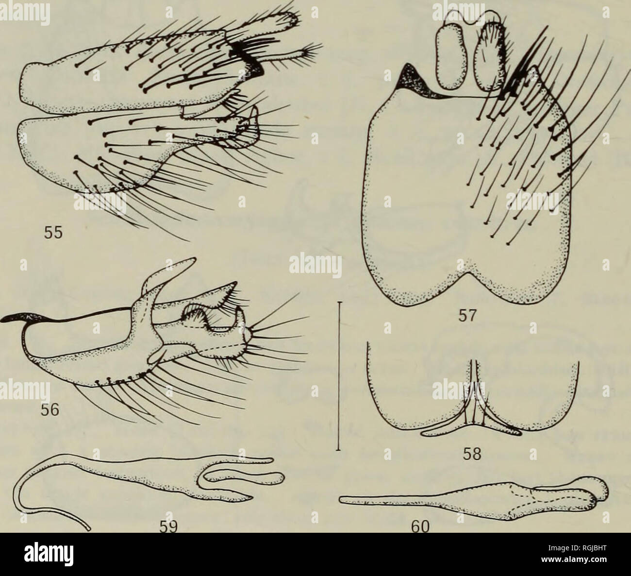Terminalia sp hi-res stock photography and images - Alamy