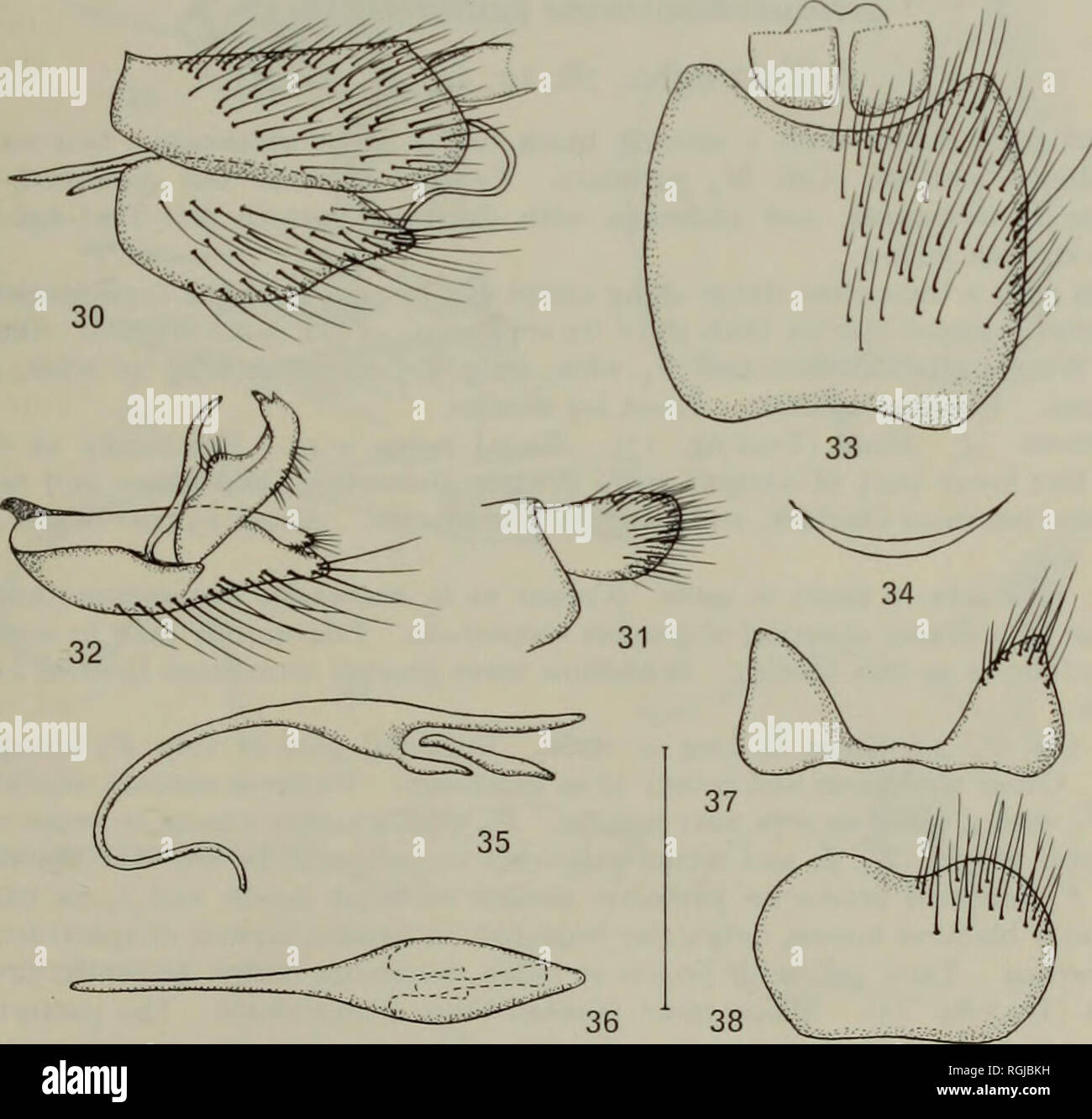 Stiletto flies hi-res stock photography and images - Alamy