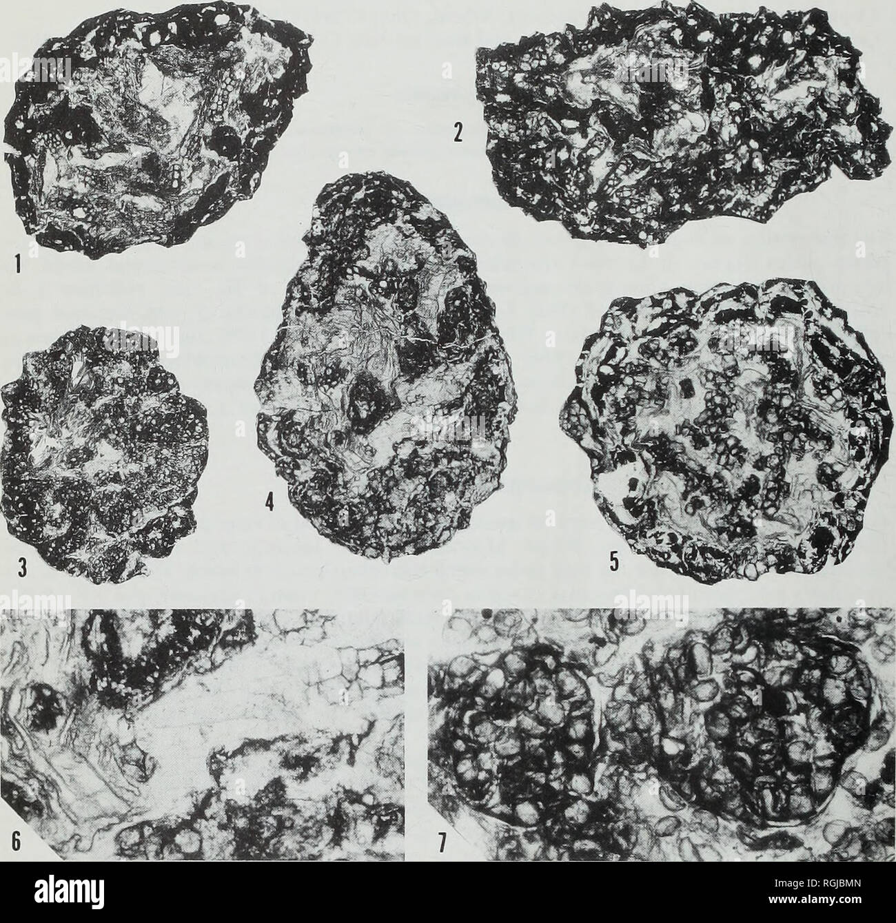 Coprolites hi-res stock photography and images - Alamy