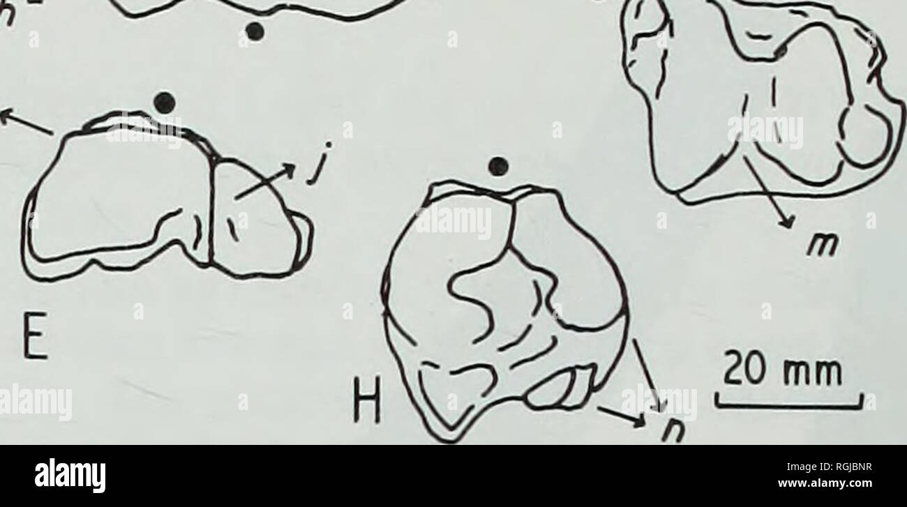 . Bulletin of the British Museum (Natural History), Geology. ^^X4^ 3 ...