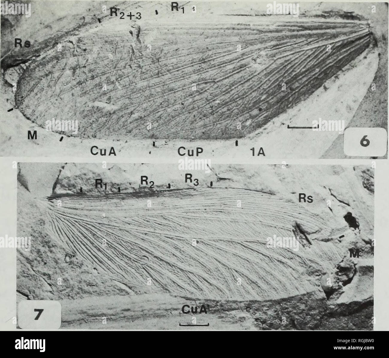 Palaeogene High Resolution Stock Photography and Images - Alamy