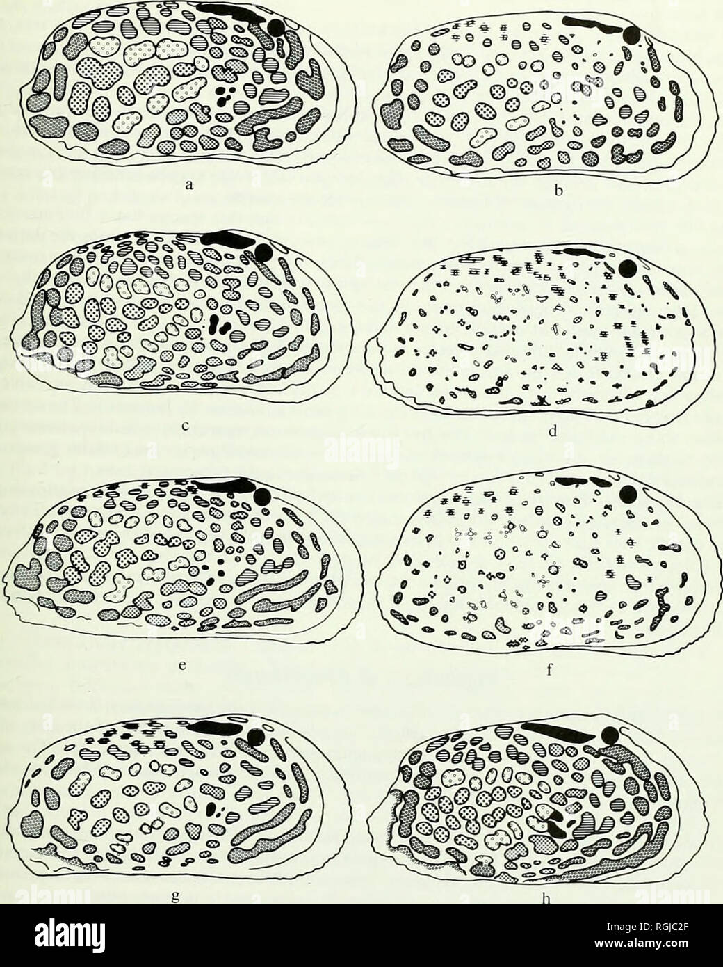 . Bulletin of the British Museum (Natural History). (2) Anterior ...