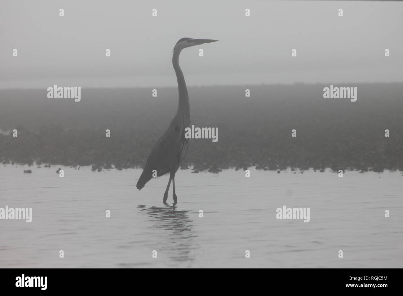 Herron birds hi-res stock photography and images - Alamy