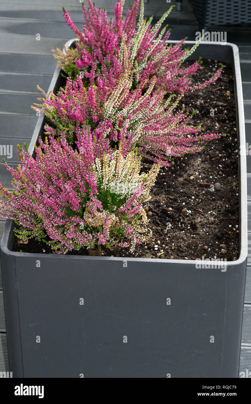 Flowers of pink Calluna vulgaris in pot outdoor Stock Photo - Alamy