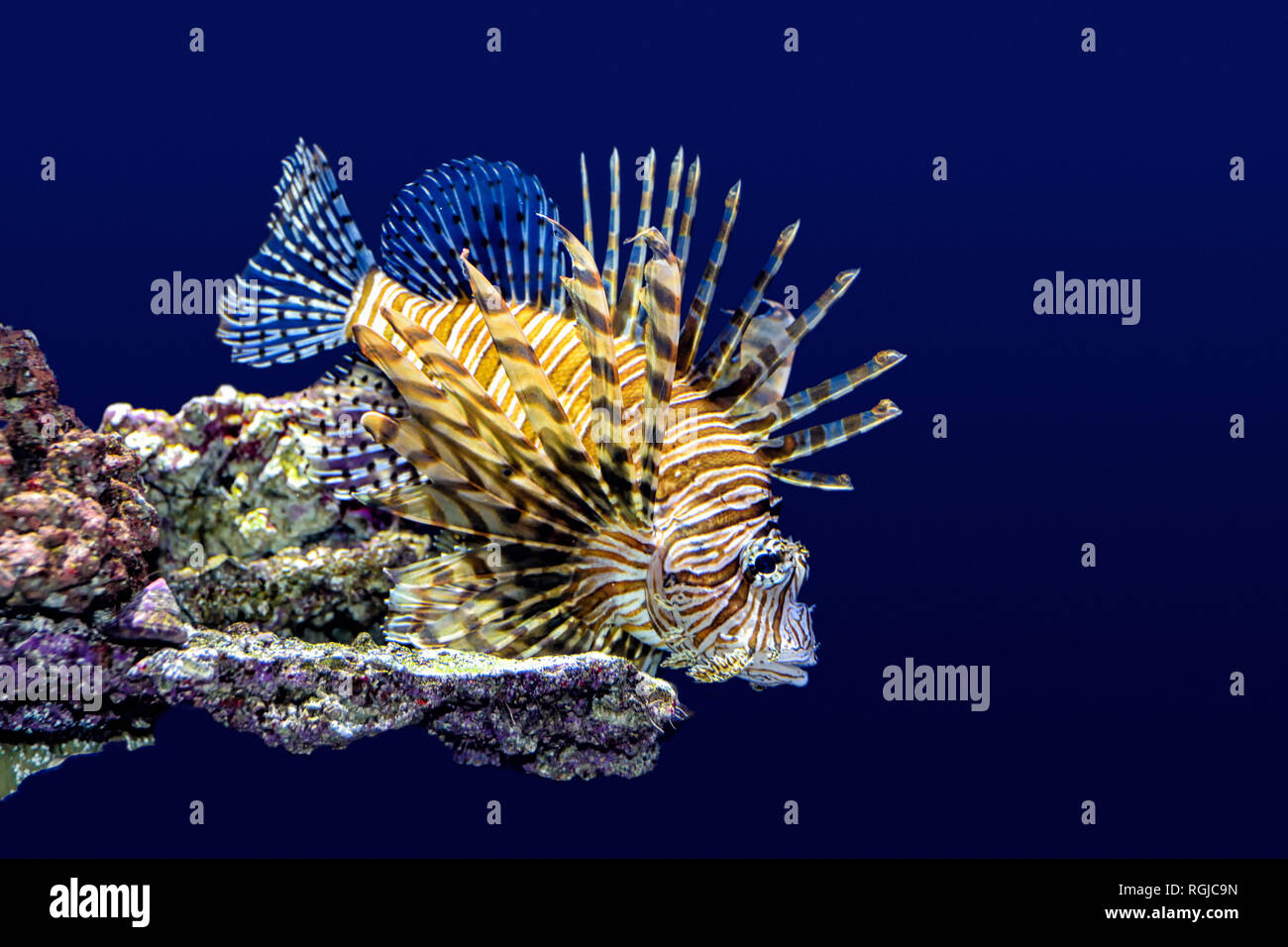 Lionfish are fabulous and feared residents of their Indo-Pacific home ...
