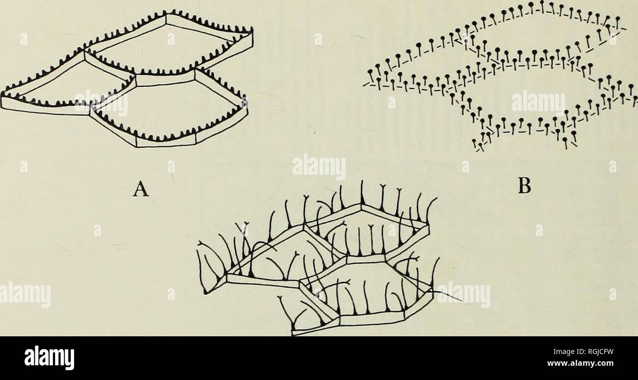 Peridinium sp hi-res stock photography and images - Alamy