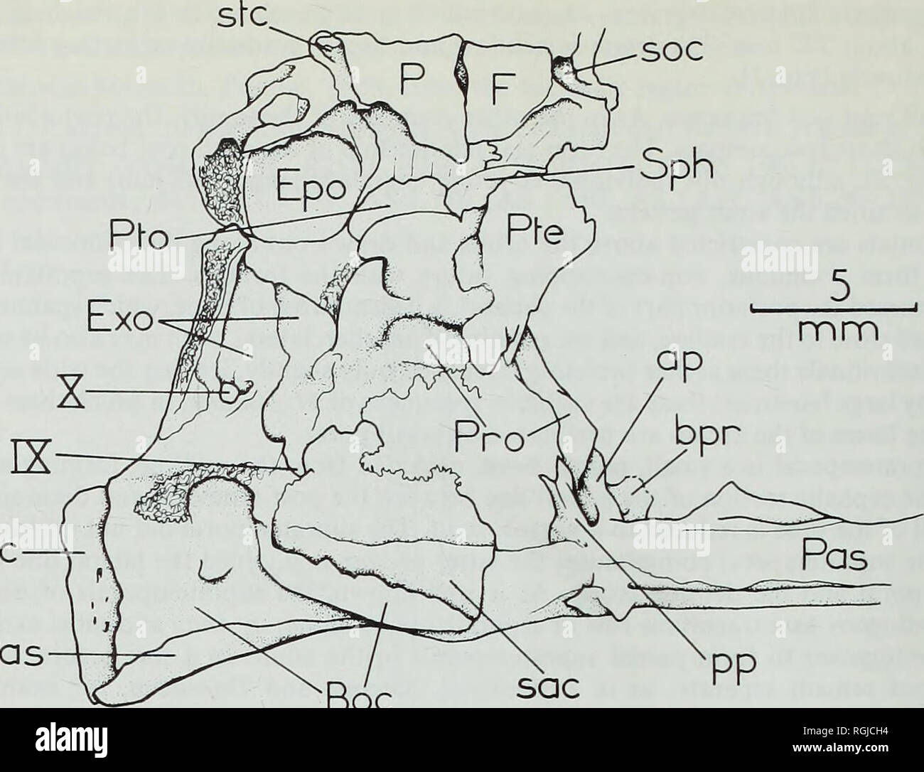 Small braincase hi-res stock photography and images - Alamy