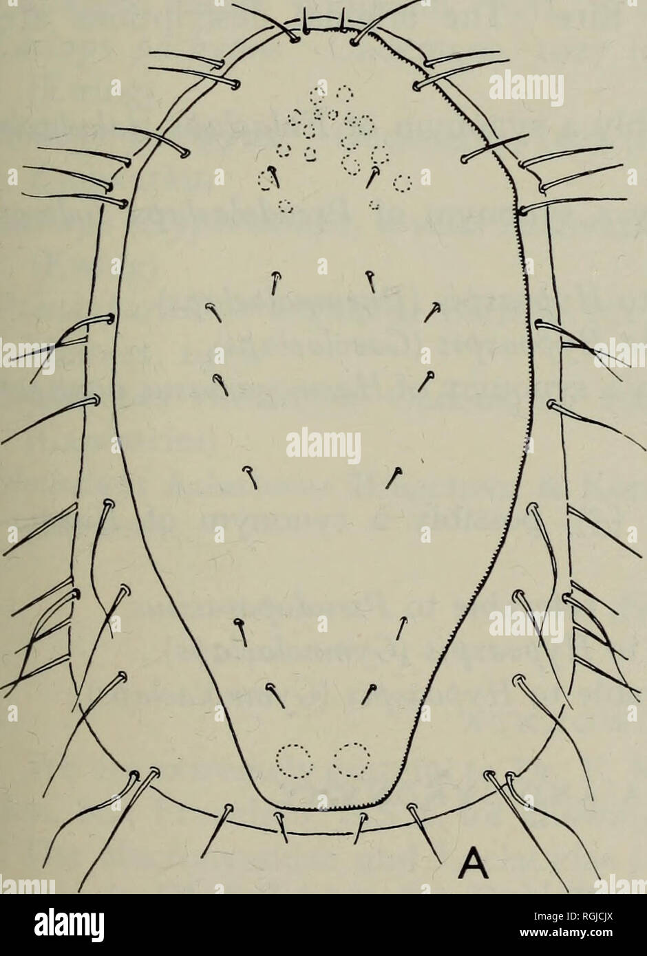 Gnathosomal hi-res stock photography and images - Alamy