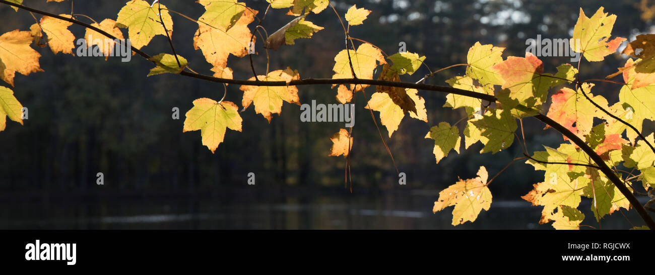 Golden hue hi-res stock photography and images - Alamy
