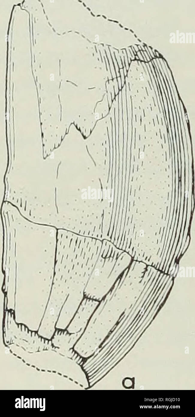 . Bulletin of the British Museum (Natural History), Geology. 5o8 ...