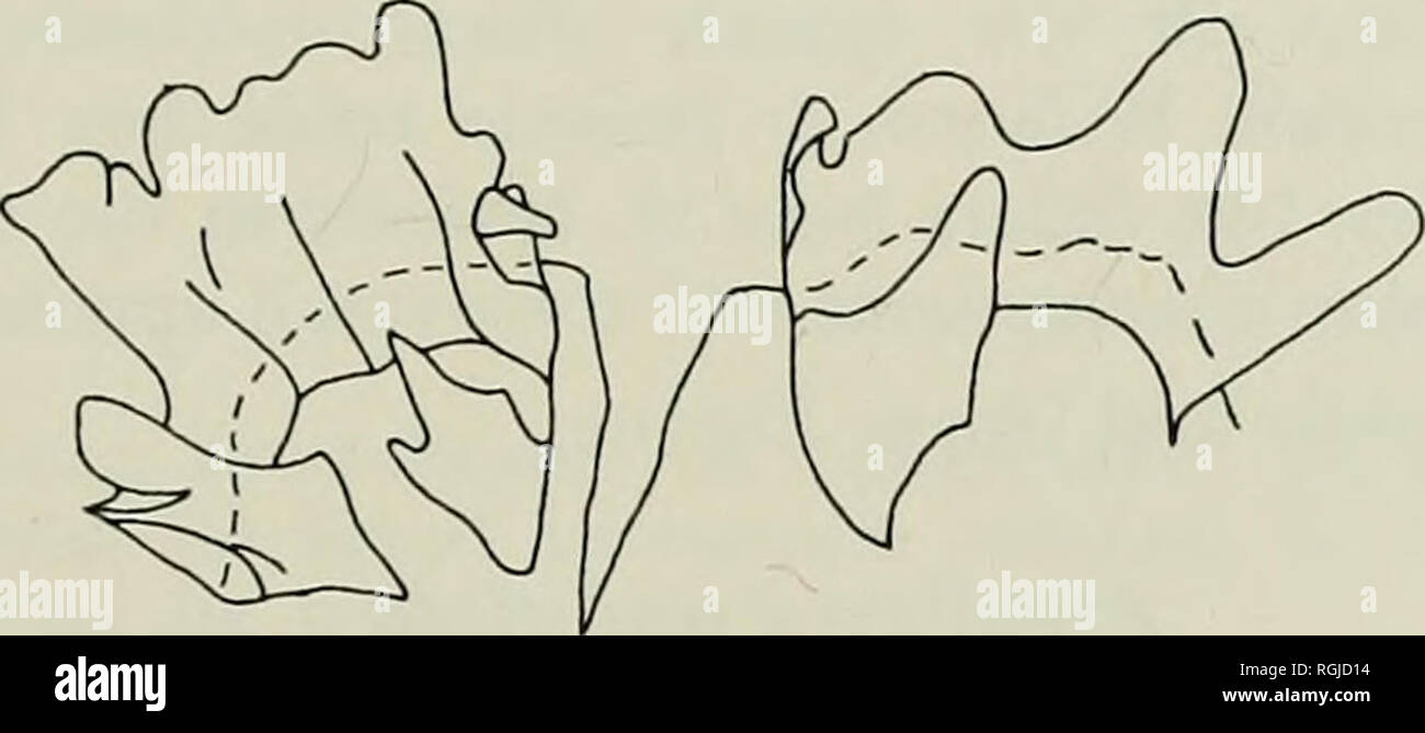 Dorsoventrally flattened body hi-res stock photography and images - Alamy