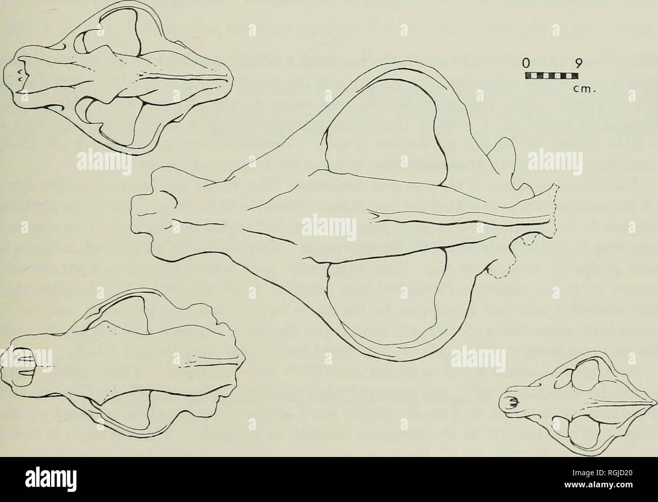 . Bulletin of the British Museum (Natural History), Geology. THE LIBYAN ...