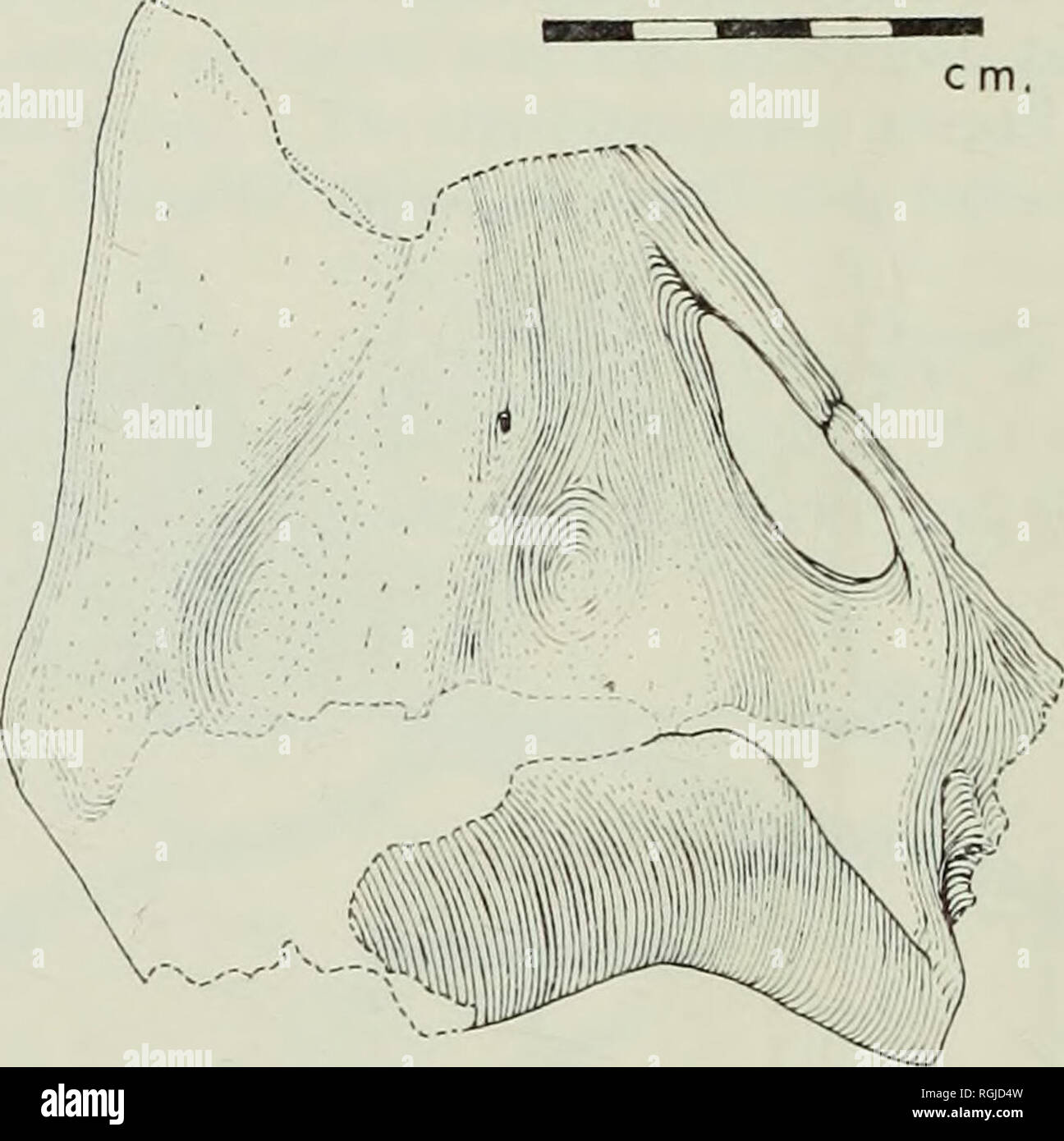 . Bulletin of the British Museum (Natural History), Geology. 500 ...