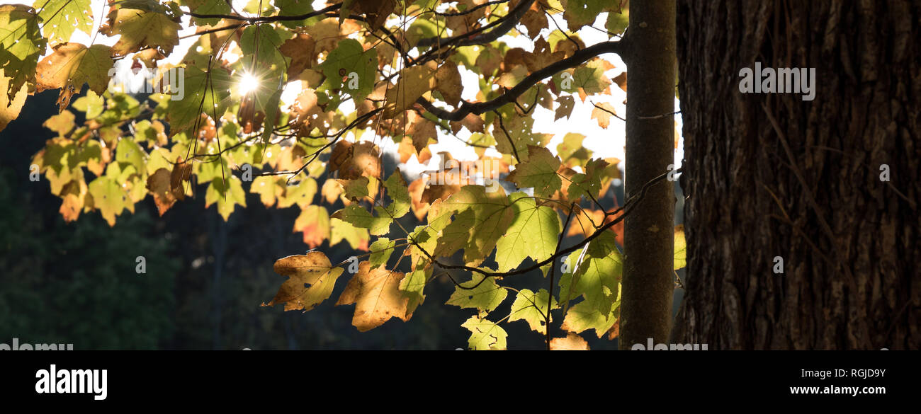 Sunlight coming through tree branches hi-res stock photography and ...