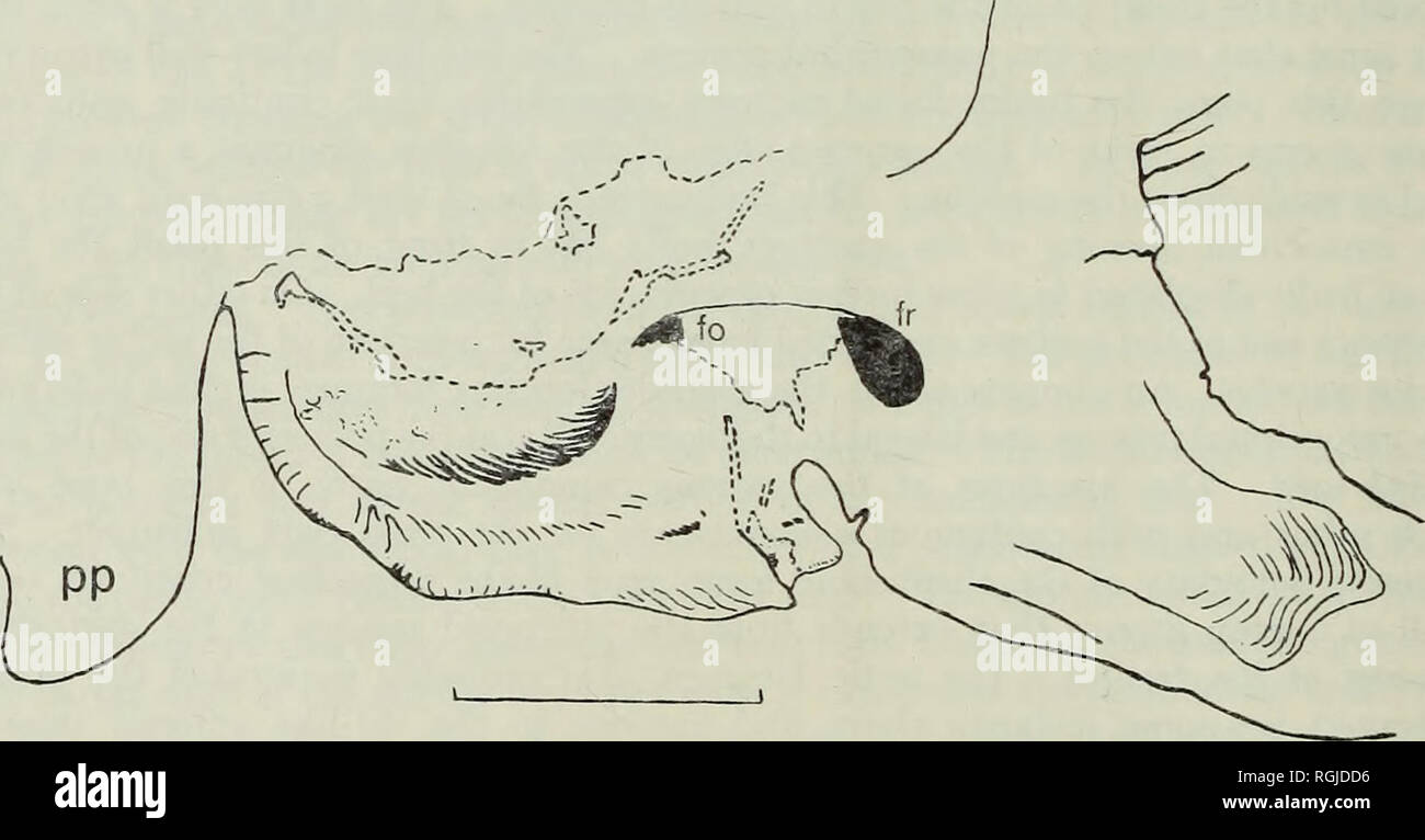 . Bulletin of the British Museum (Natural History), Geology. 304 ...