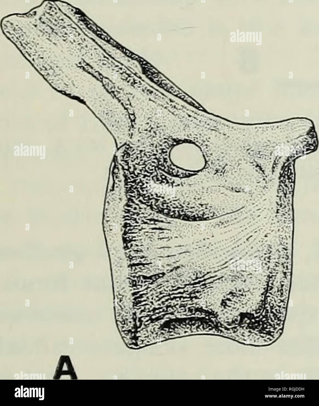 . Bulletin of the British Museum (Natural History), Geology. THE ALBERT ...