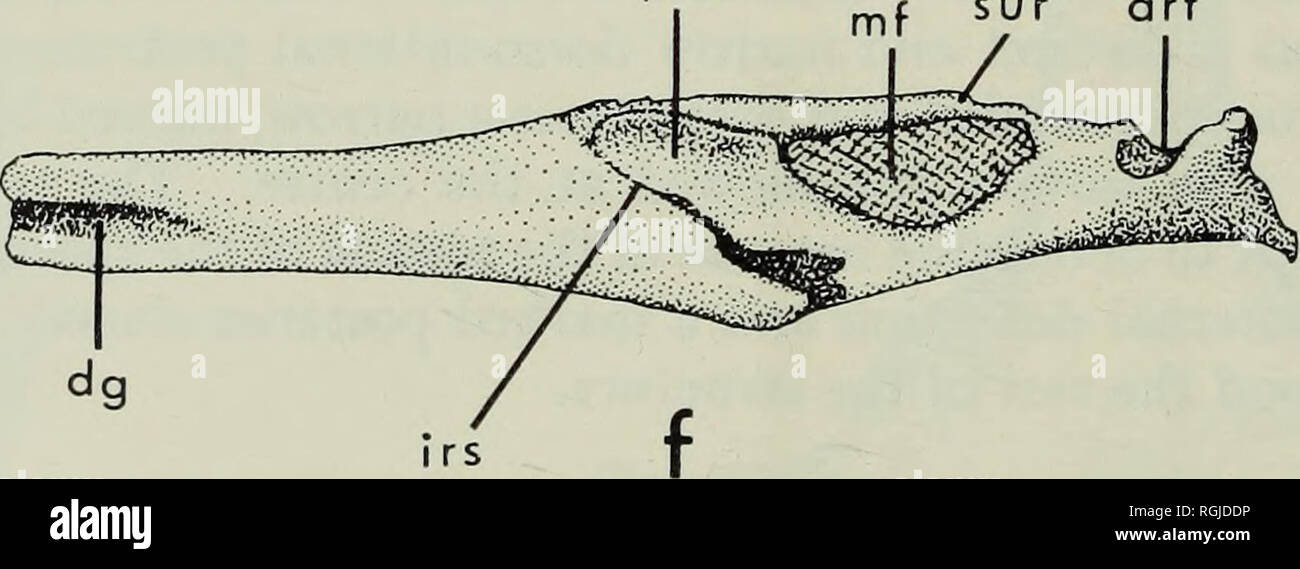 . Bulletin of the British Museum (Natural History), Geology. pro art ...