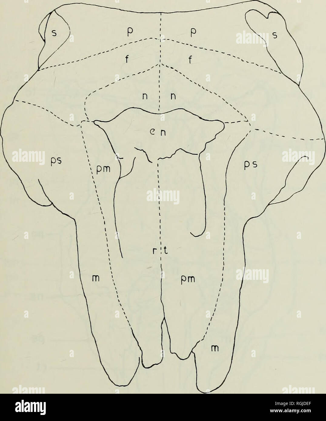. Bulletin of the British Museum (Natural History), Geology. FROM GEBEL ...