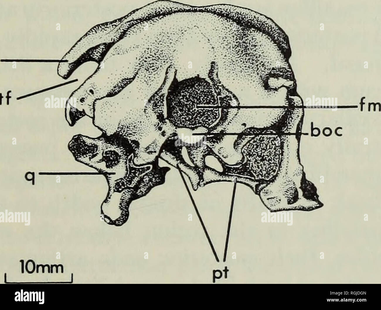 . Bulletin of the British Museum (Natural History), Geology. Fig. 3 ...