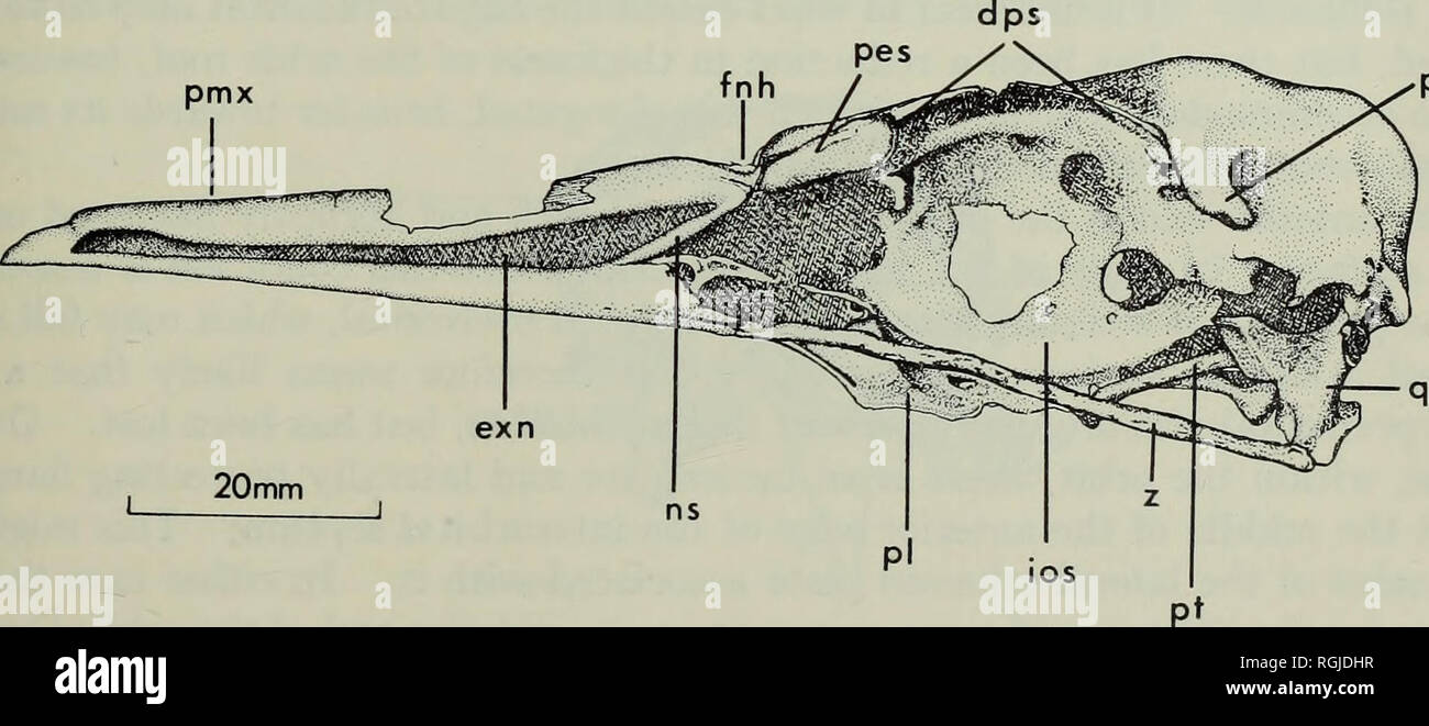 . Bulletin of the British Museum (Natural History), Geology. Fig. I ...