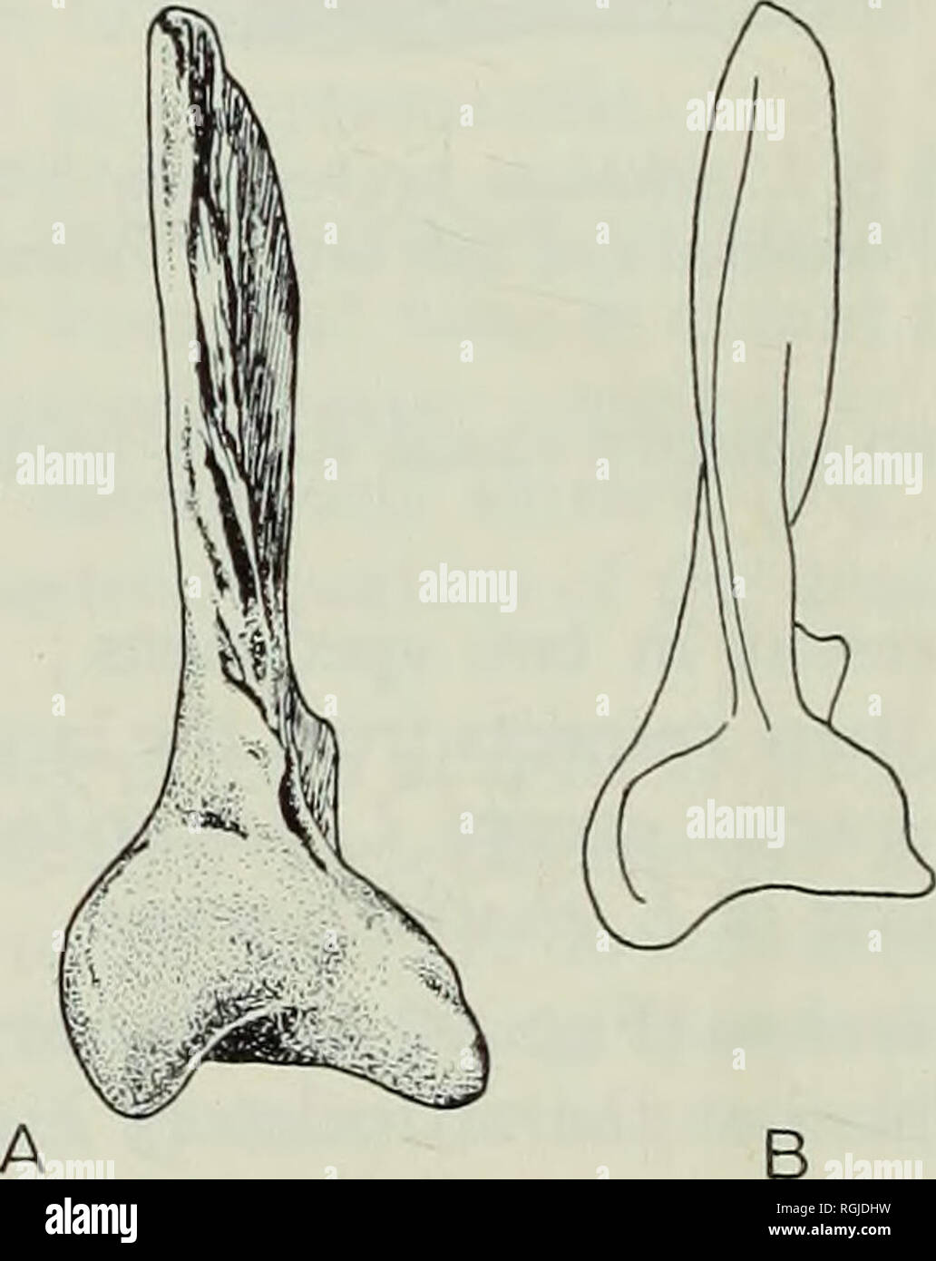 . Bulletin of the British Museum (Natural History), Geology. LATSGR Fig ...