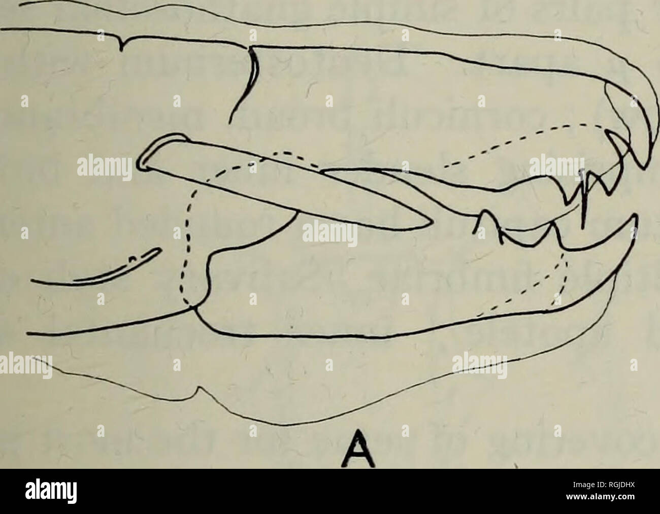 . Bulletin of the British Museum (Natural History) Zoology. THE BRITISH ...