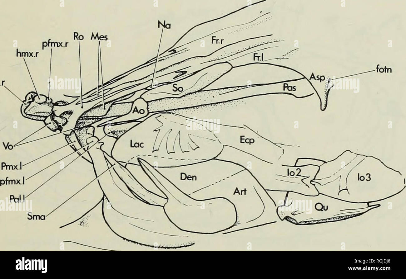 . Bulletin of the British Museum (Natural History), Geology. FISHES ...
