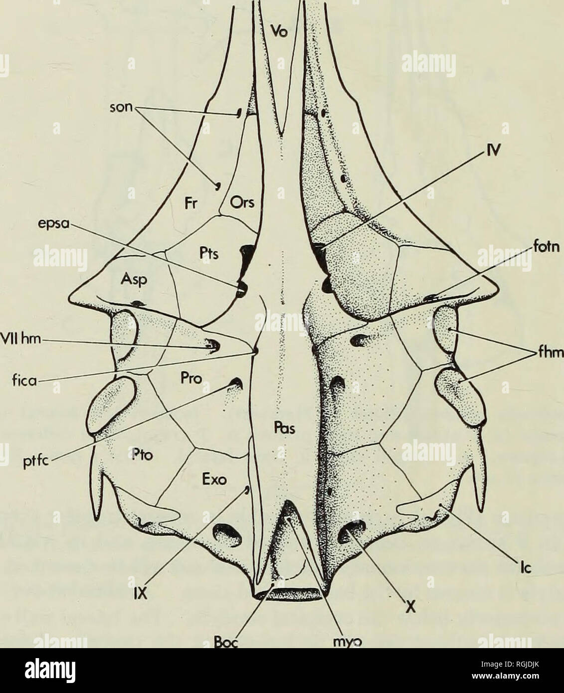 . Bulletin of the British Museum (Natural History), Geology. 2l6 TWO ...