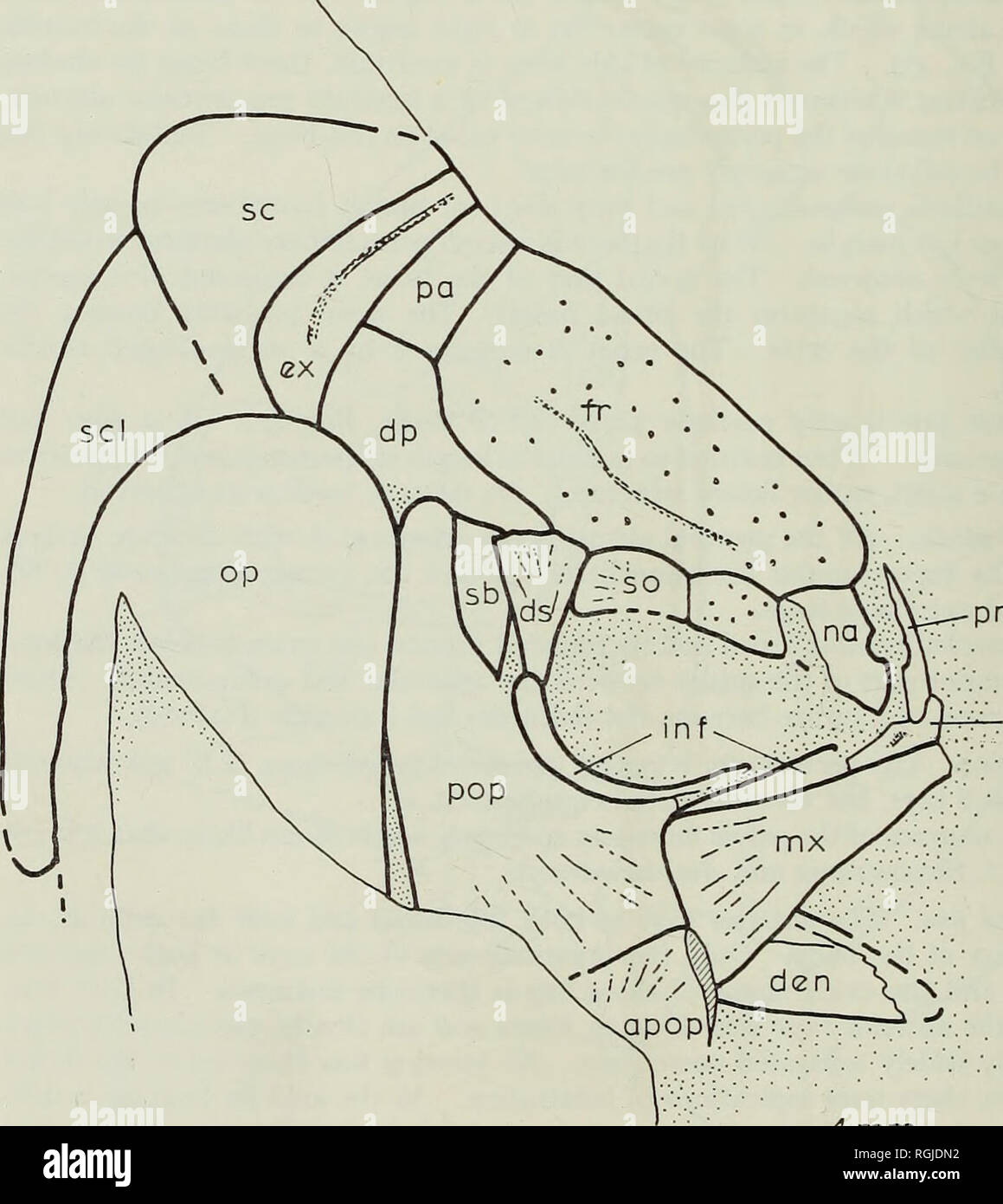 . Bulletin of the British Museum (Natural History), Geology. 320 ...