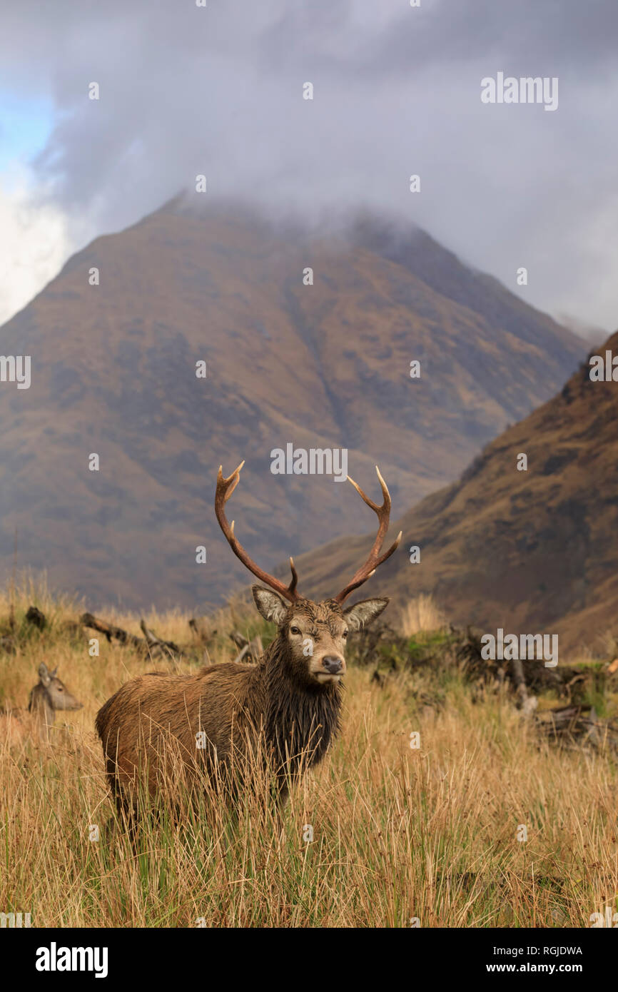 Red deer in mountains of scotland hi-res stock photography and images ...