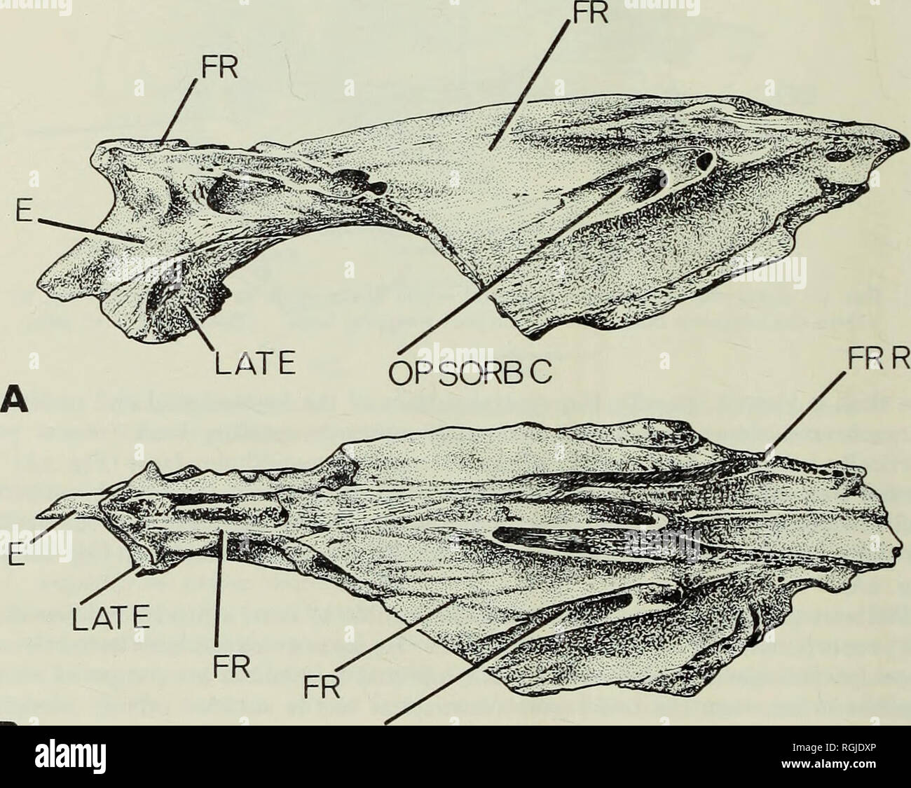 . Bulletin of the British Museum (Natural History), Geology. 82 NEOGENE ...