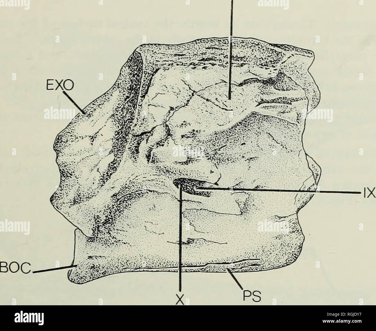 . Bulletin of the British Museum (Natural History), Geology. THE ALBERT ...