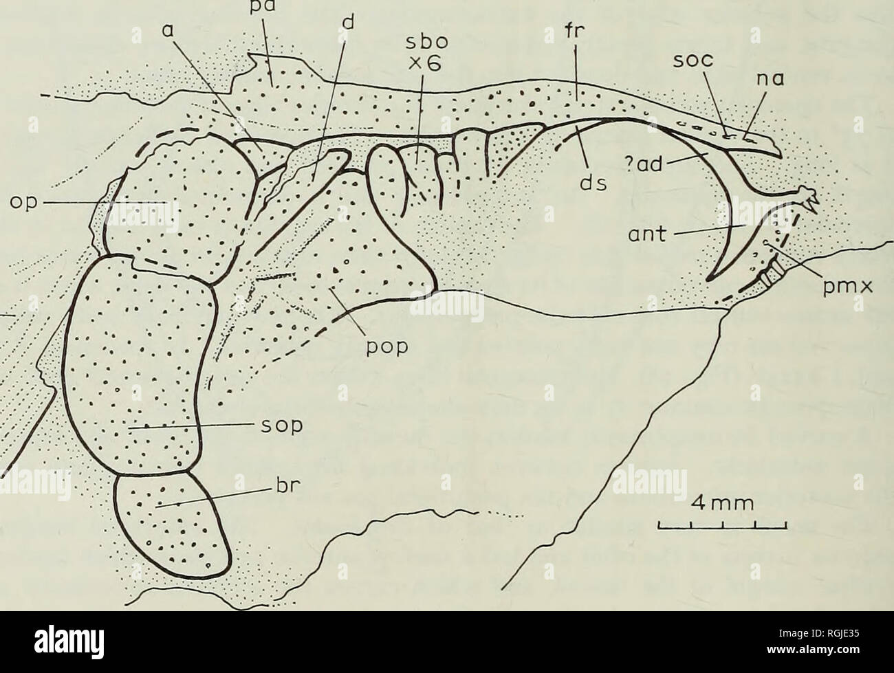 Antorbital hi-res stock photography and images - Alamy