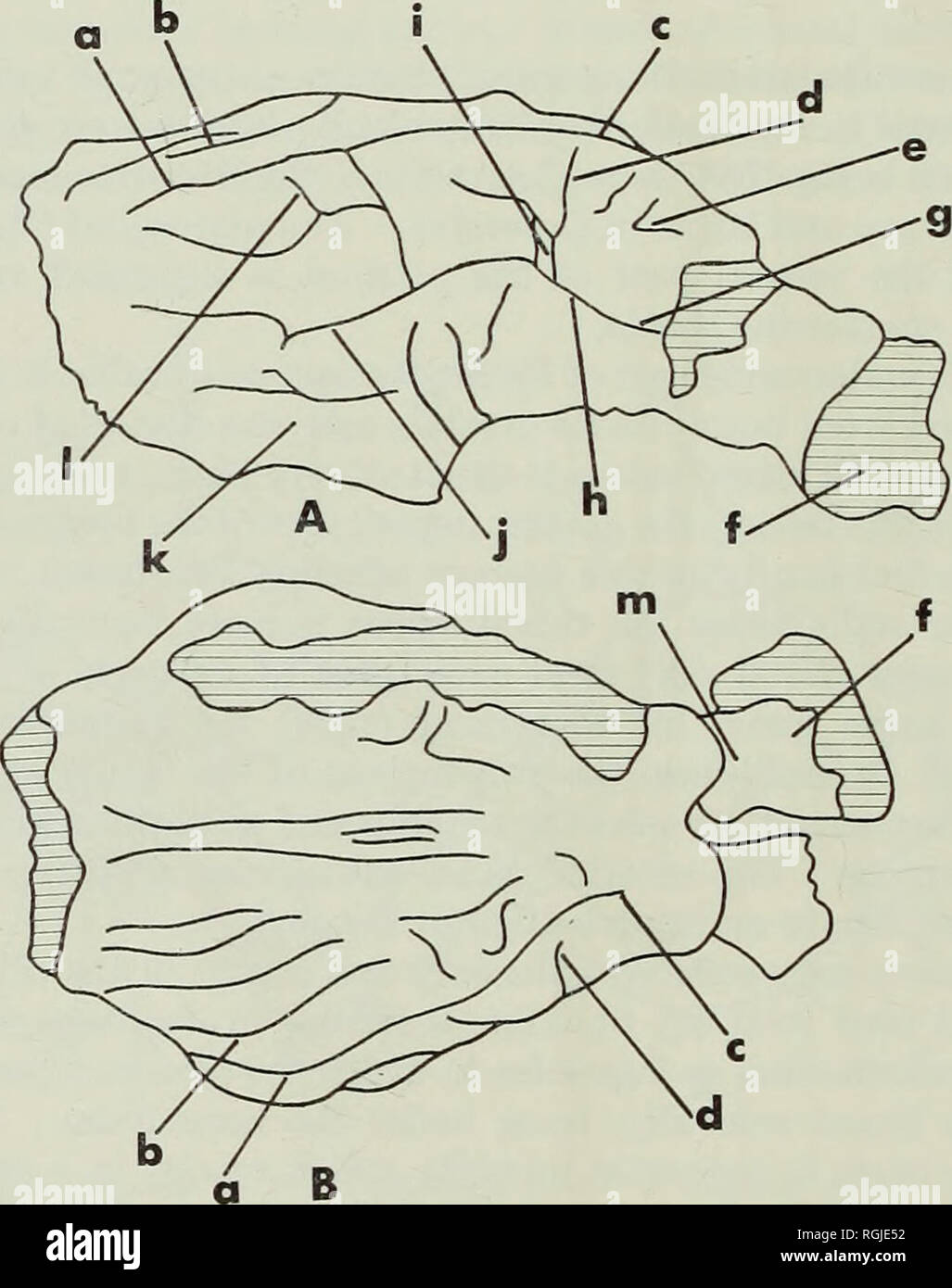 . Bulletin of the British Museum (Natural History), Geology. 112 LOWER ...