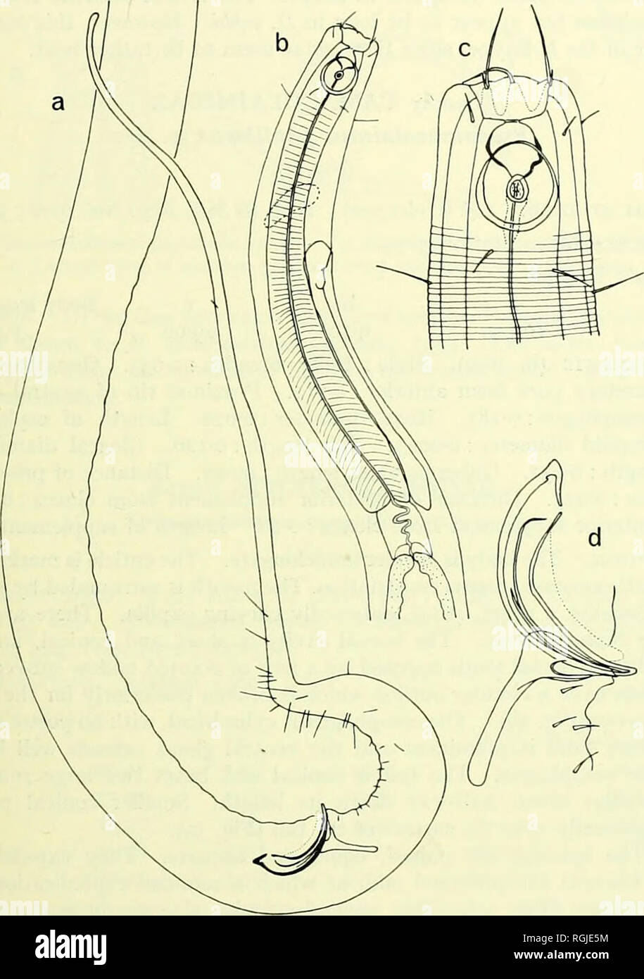. Bulletin of the British Museum (Natural History). NEMATODES FROM THE ...