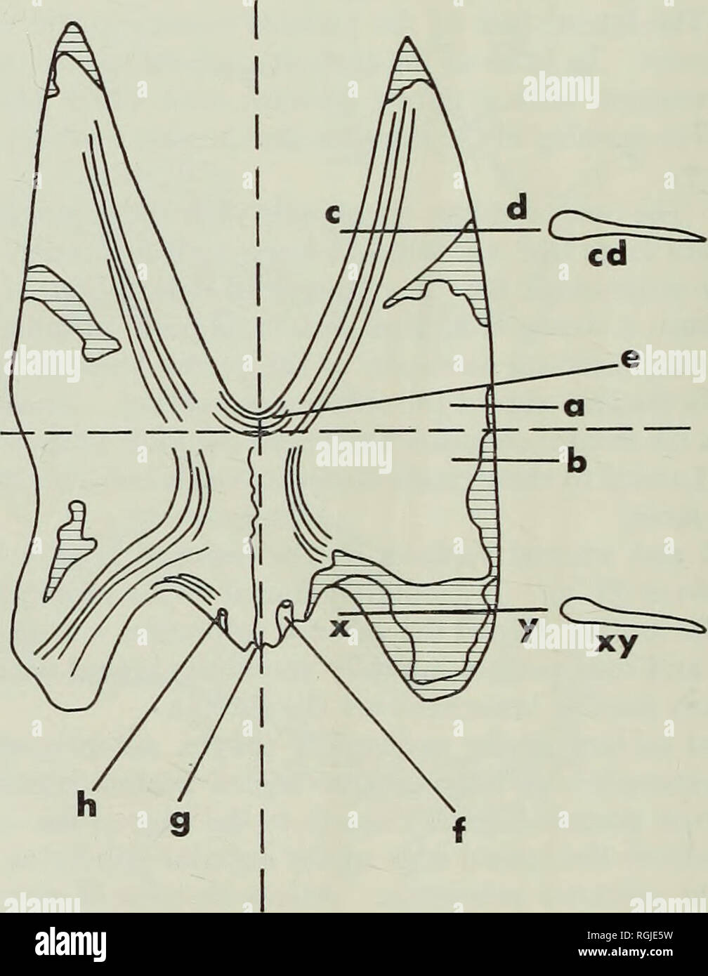 Prolibytherium hi-res stock photography and images - Alamy