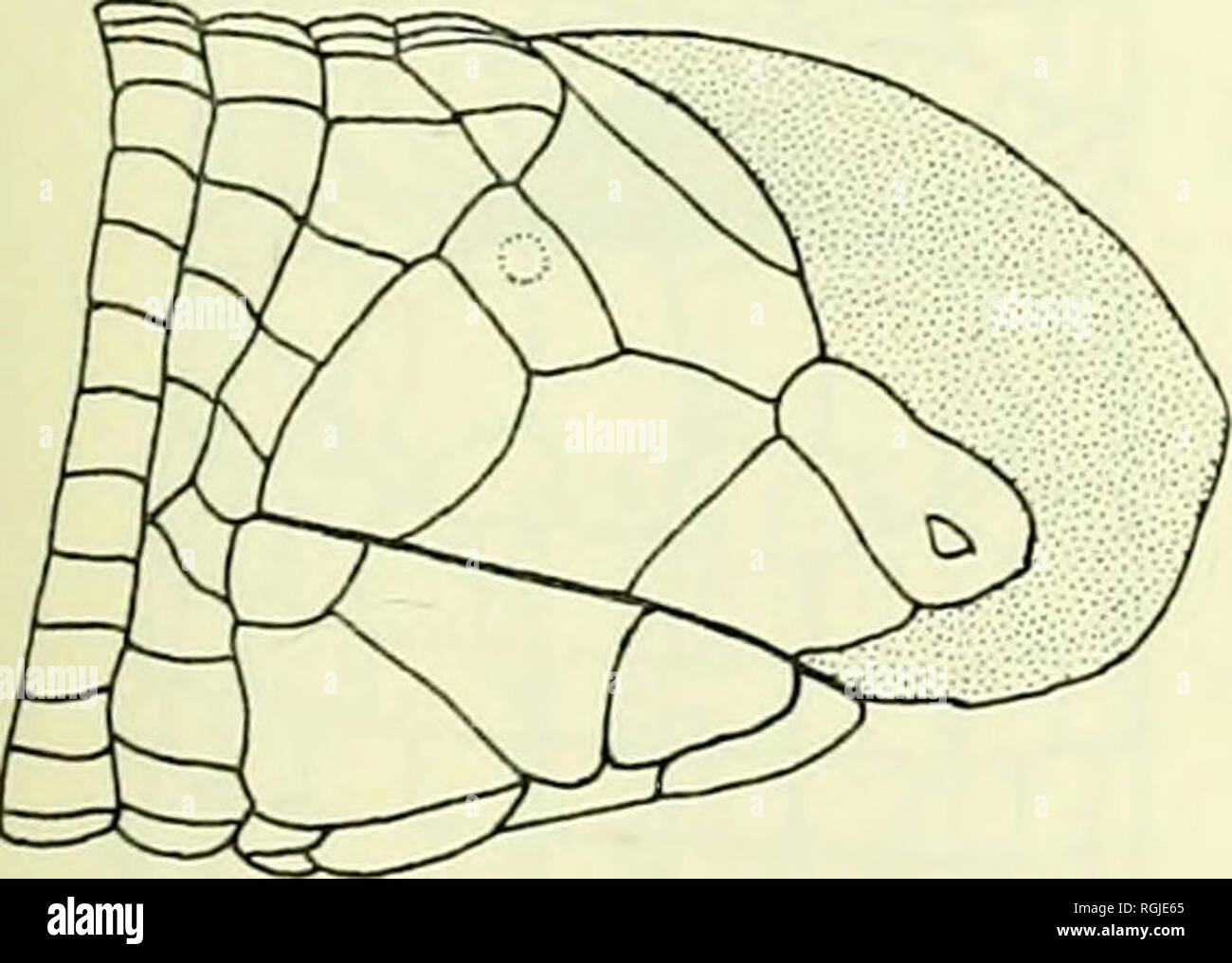 . Bulletin of the British Museum (Natural History). A NEW SPECIES OF ...