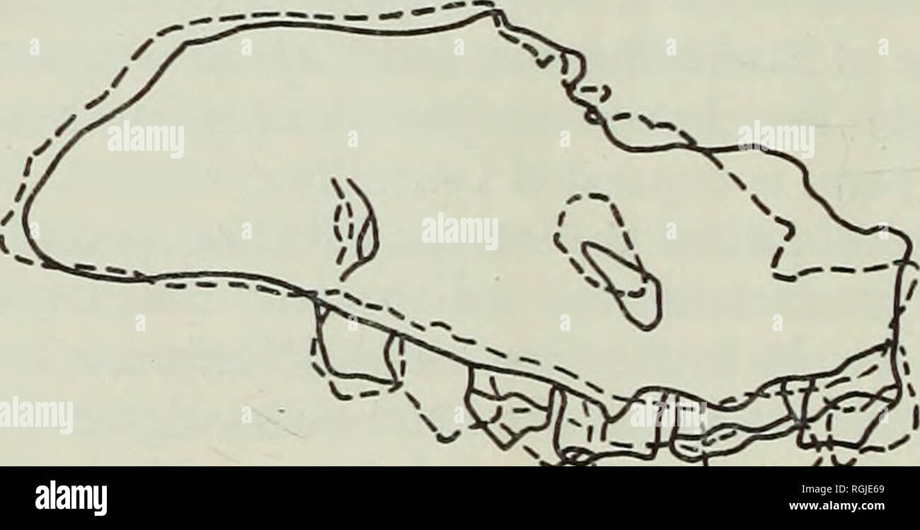 Prolibytherium hi-res stock photography and images - Alamy