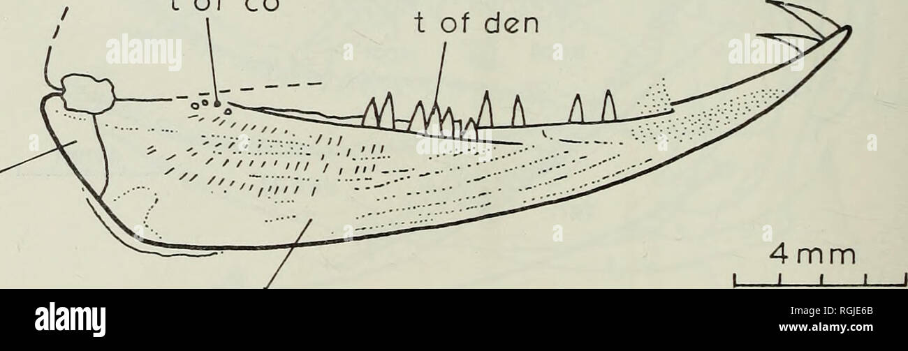 . Bulletin of the British Museum (Natural History), Geology. 256 ...