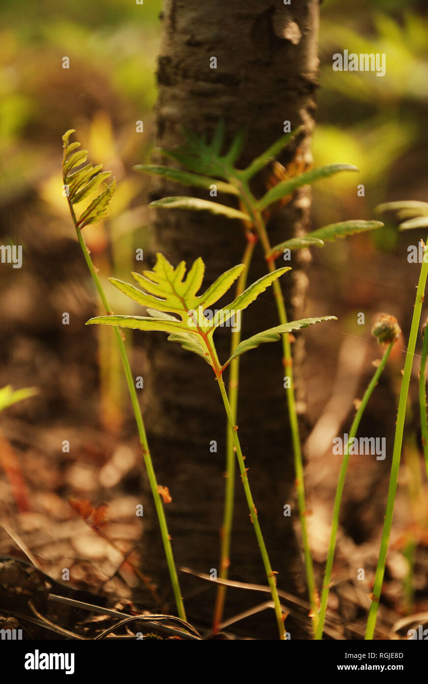 Blooming fern tree hi-res stock photography and images - Alamy