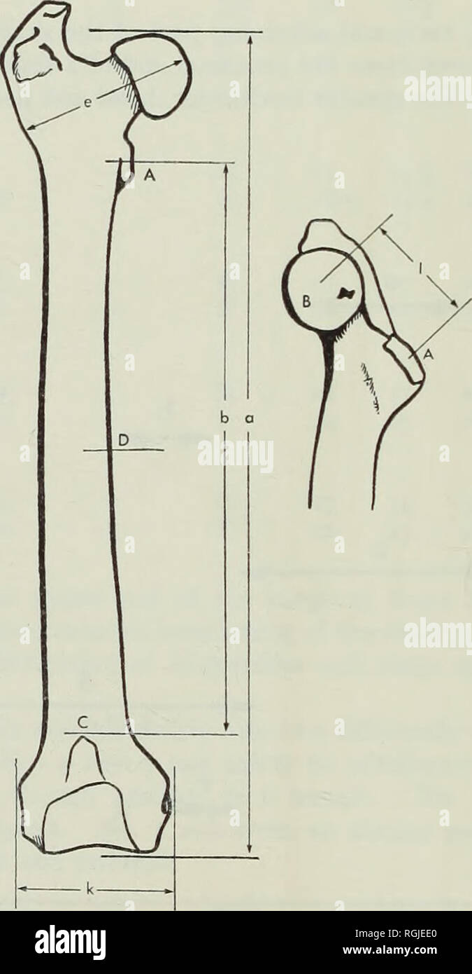 Intertrochanteric Crest