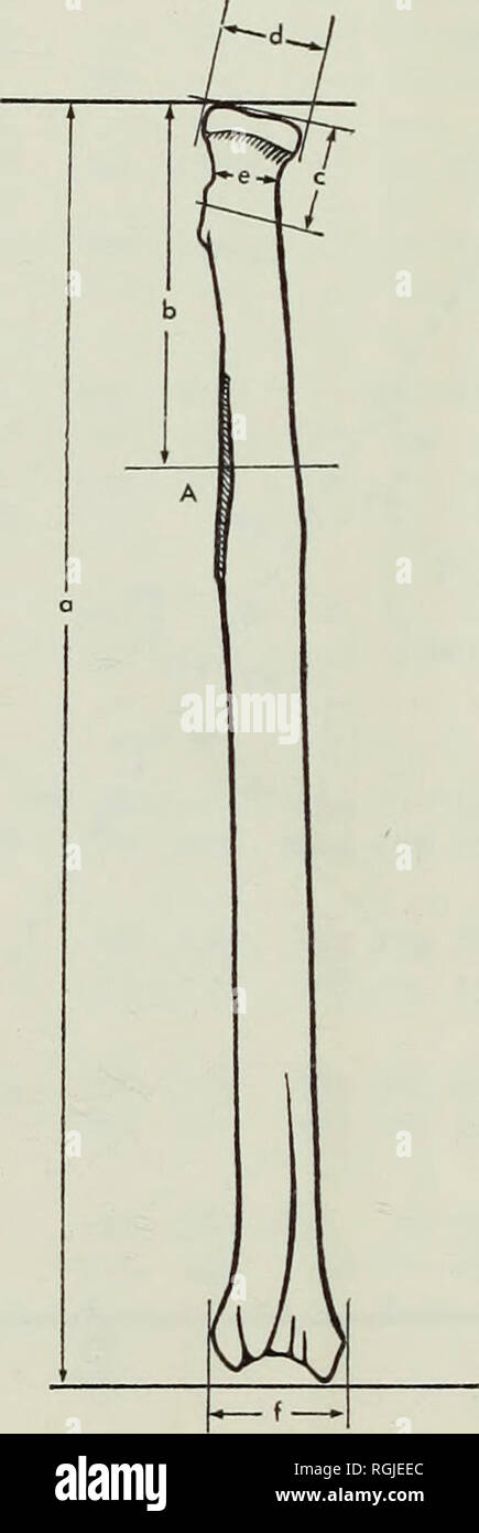Gelada Expression High Resolution Stock Photography and Images - Alamy