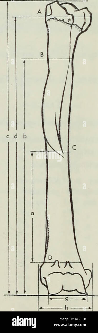 . Bulletin of the British Museum (Natural History), Geology. 3 ...